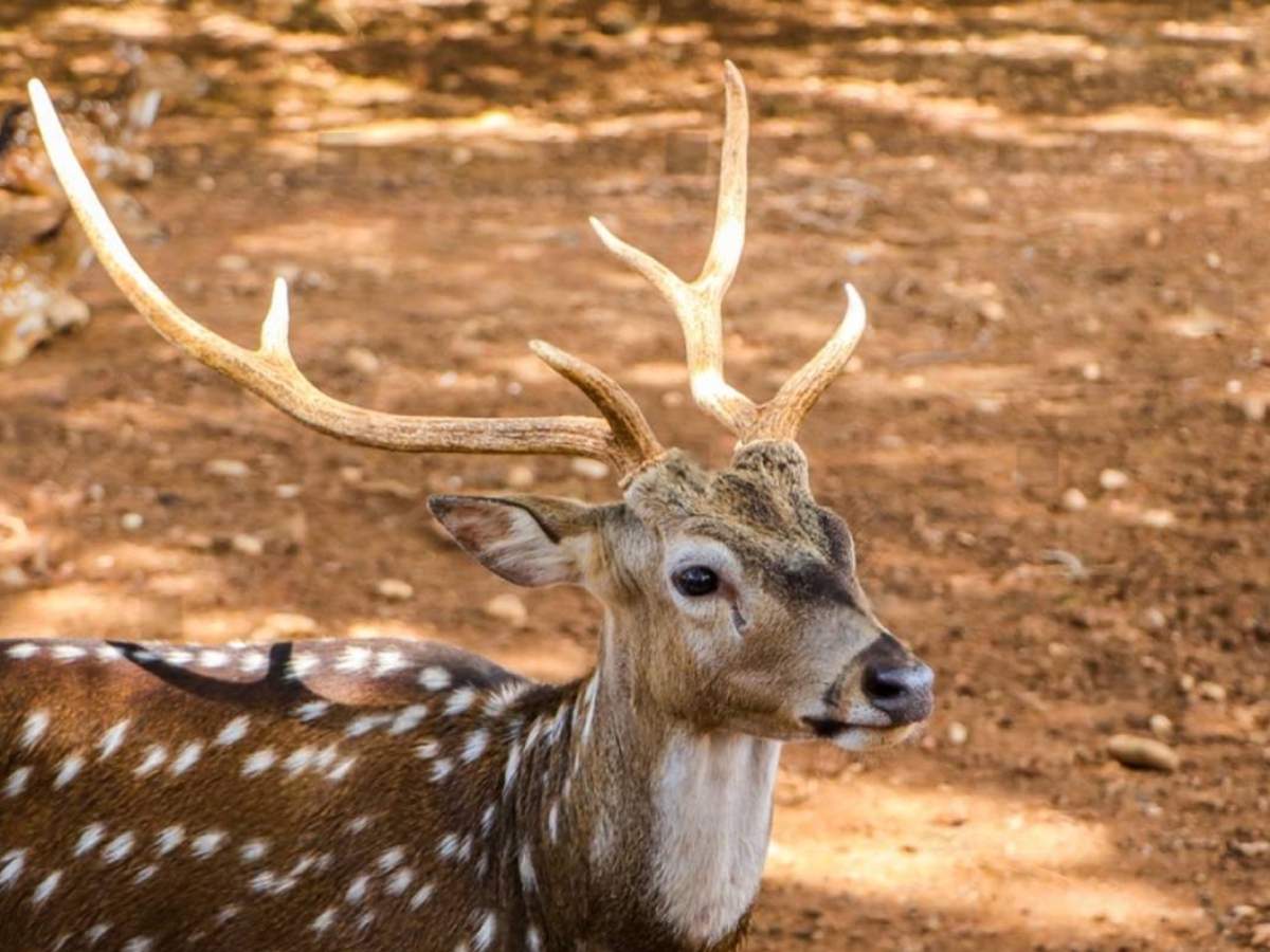 Kerinci Seblat National Park – Sumatra’s Untamed Highland Wilderness ...